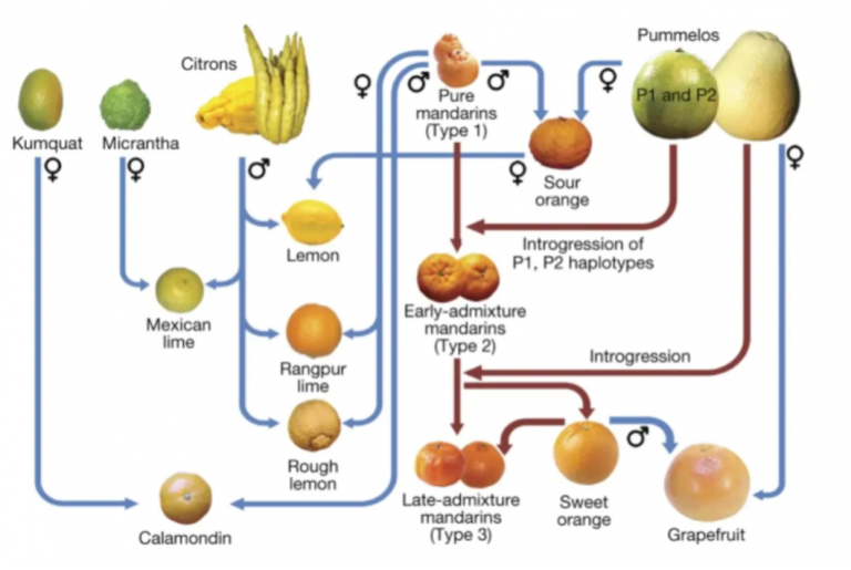 Are lemons not naturally occurring? Are they a man-made hybrid fruit ...